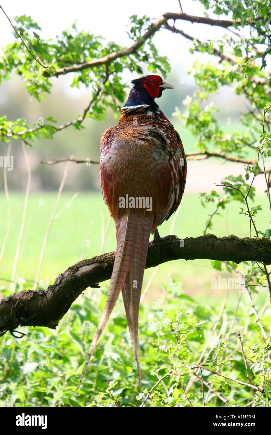 Male pheasant, Wiltshire, England Stock Photo - Alamy