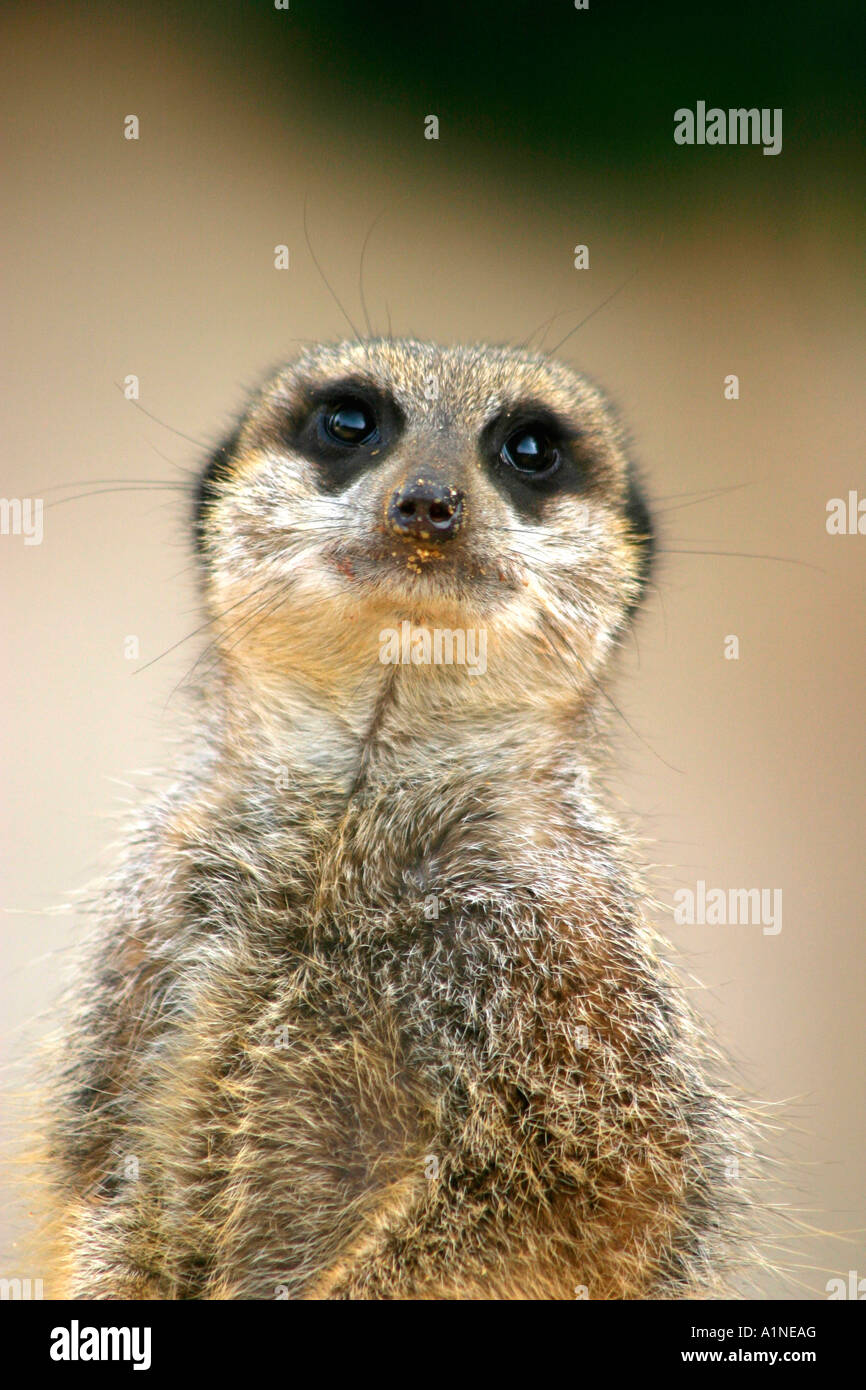 Iteroparous hi-res stock photography and images - Alamy