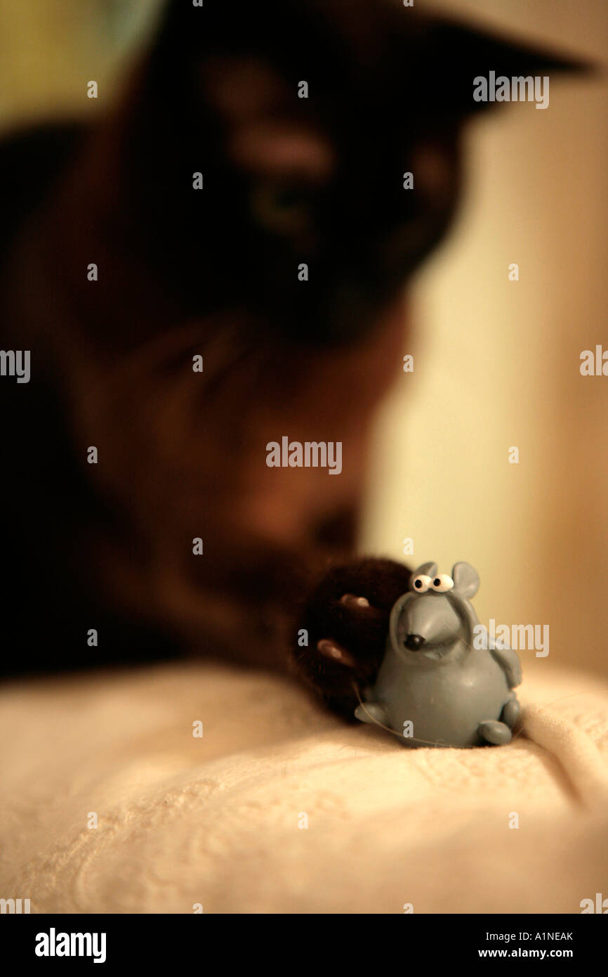 Intrigued cat hi-res stock photography and images - Alamy