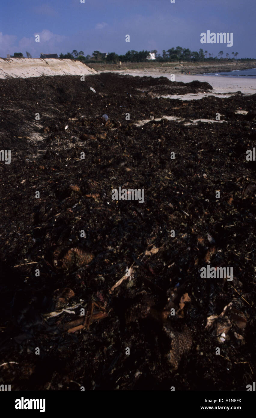Seaweed rotting on strandline Benodet France Europe Stock Photo - Alamy