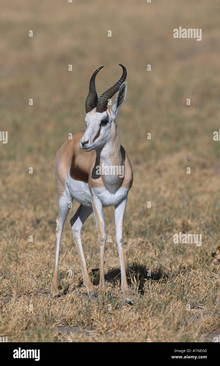 Springbok emblem hi-res stock photography and images - Alamy