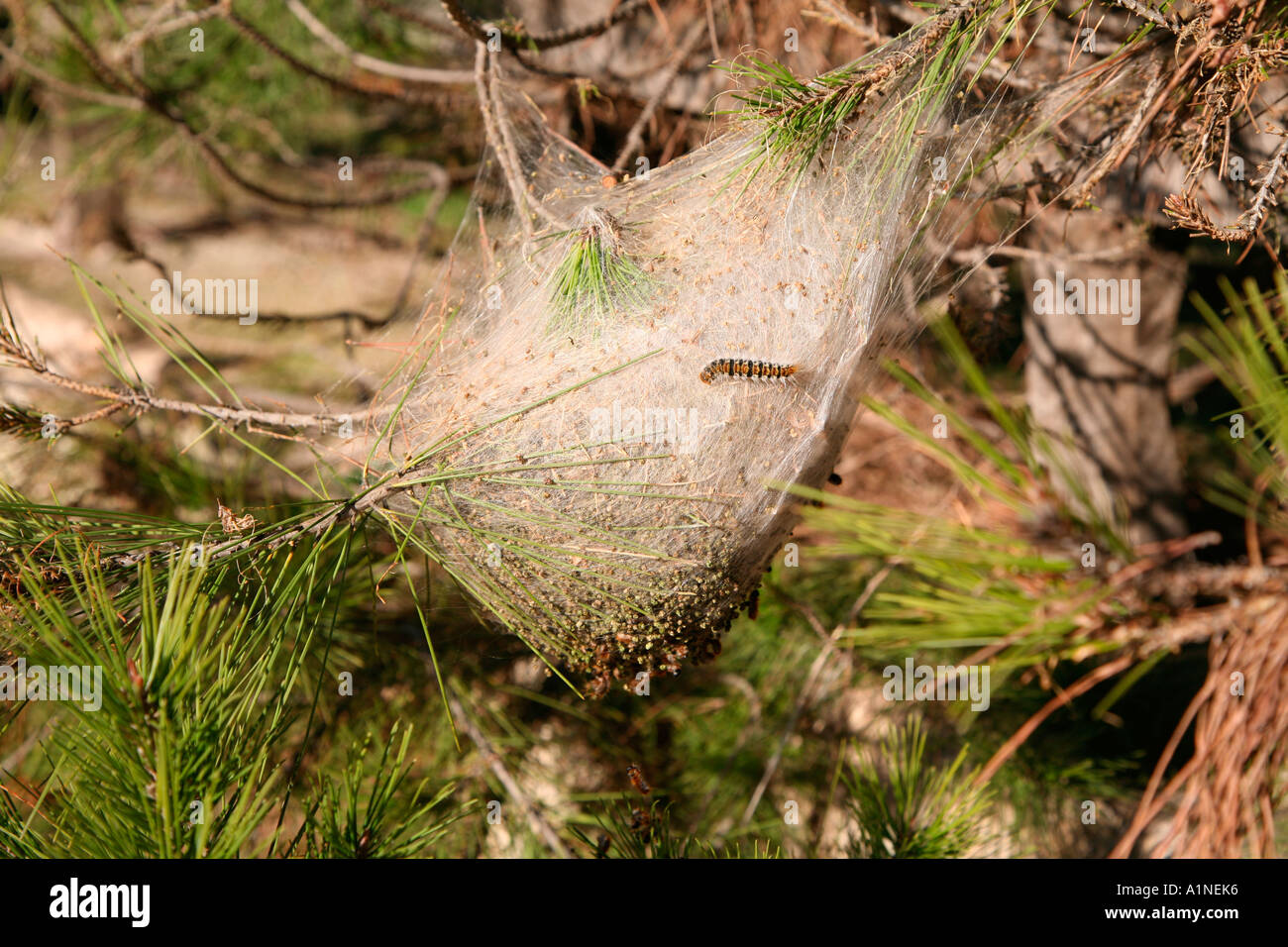 Processional pine caterpillar nest Stock Photo - Alamy