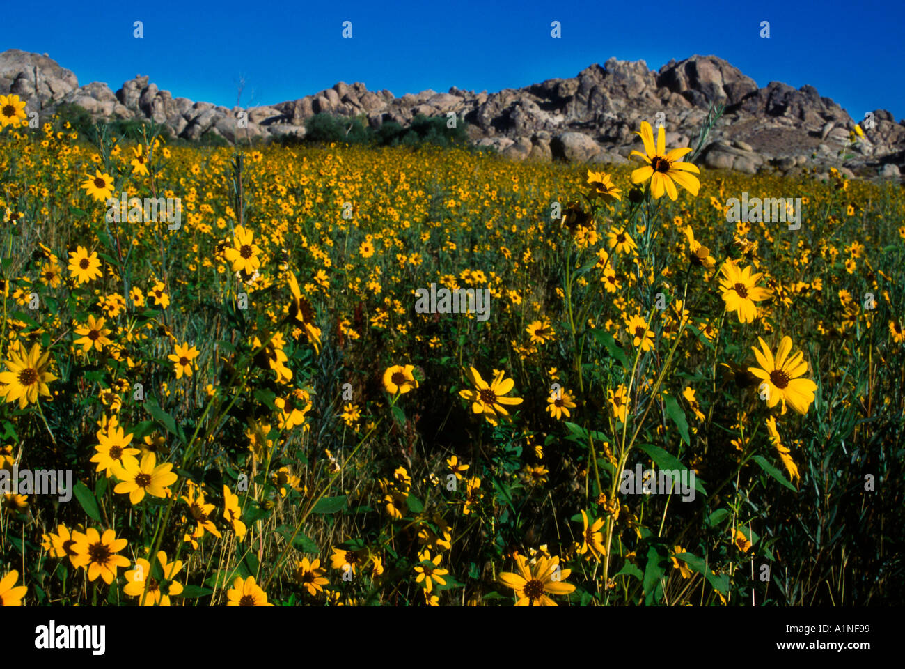 Common sunflower (Helianthus annuus Stock Photo - Alamy