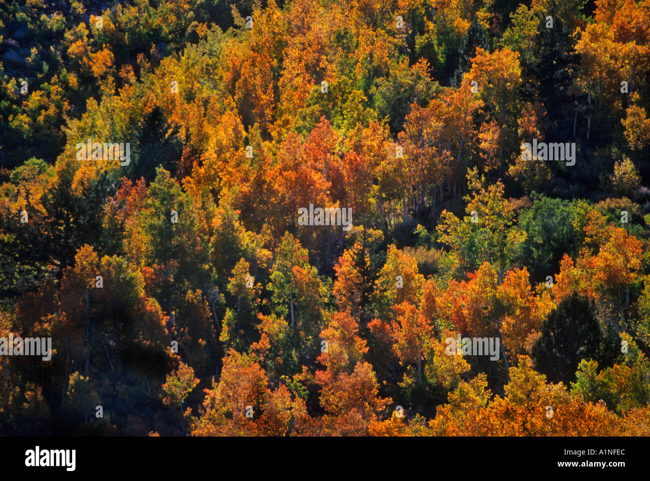 Fall color in the Sierra Nevada Mountains California Stock Photo - Alamy