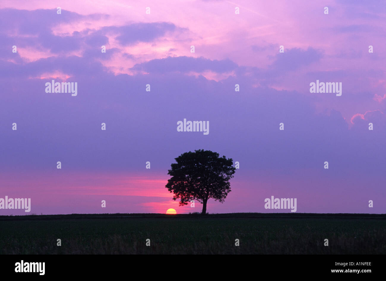 Single Tree At Sunset Taken In France Stock Photo - Alamy
