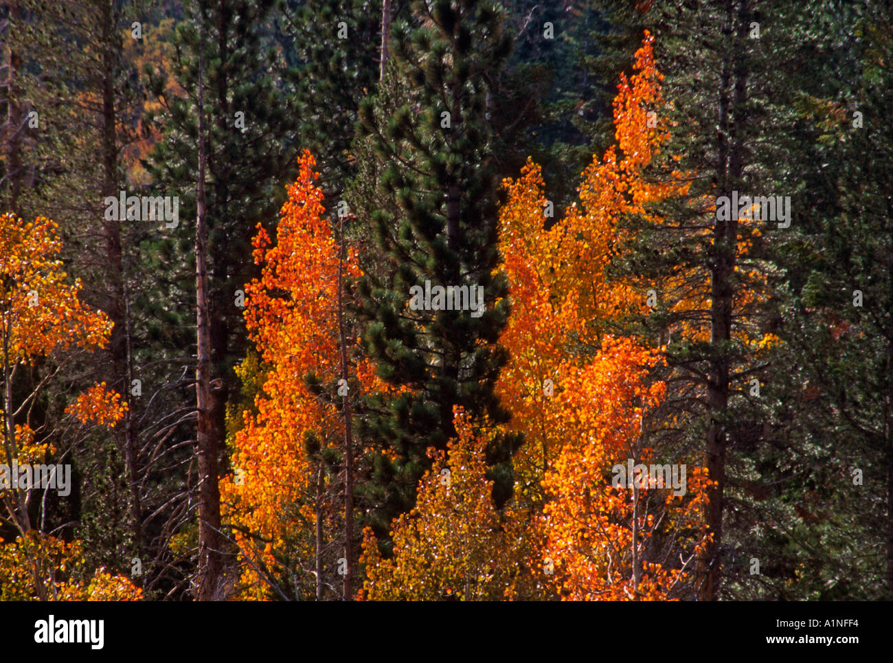 Fall color in the Sierra Nevada Mountains California Stock Photo - Alamy