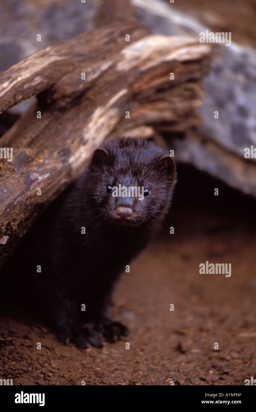 mink Mustela vison peaks out from under a log Takshanuk mountains ...