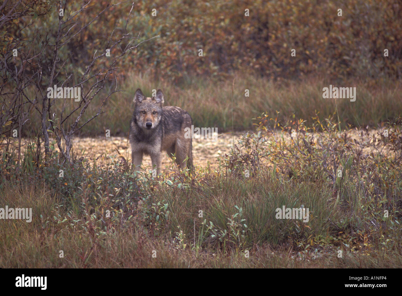 gray wolf Canis lupus in Denali National Park interior Alaska Stock ...