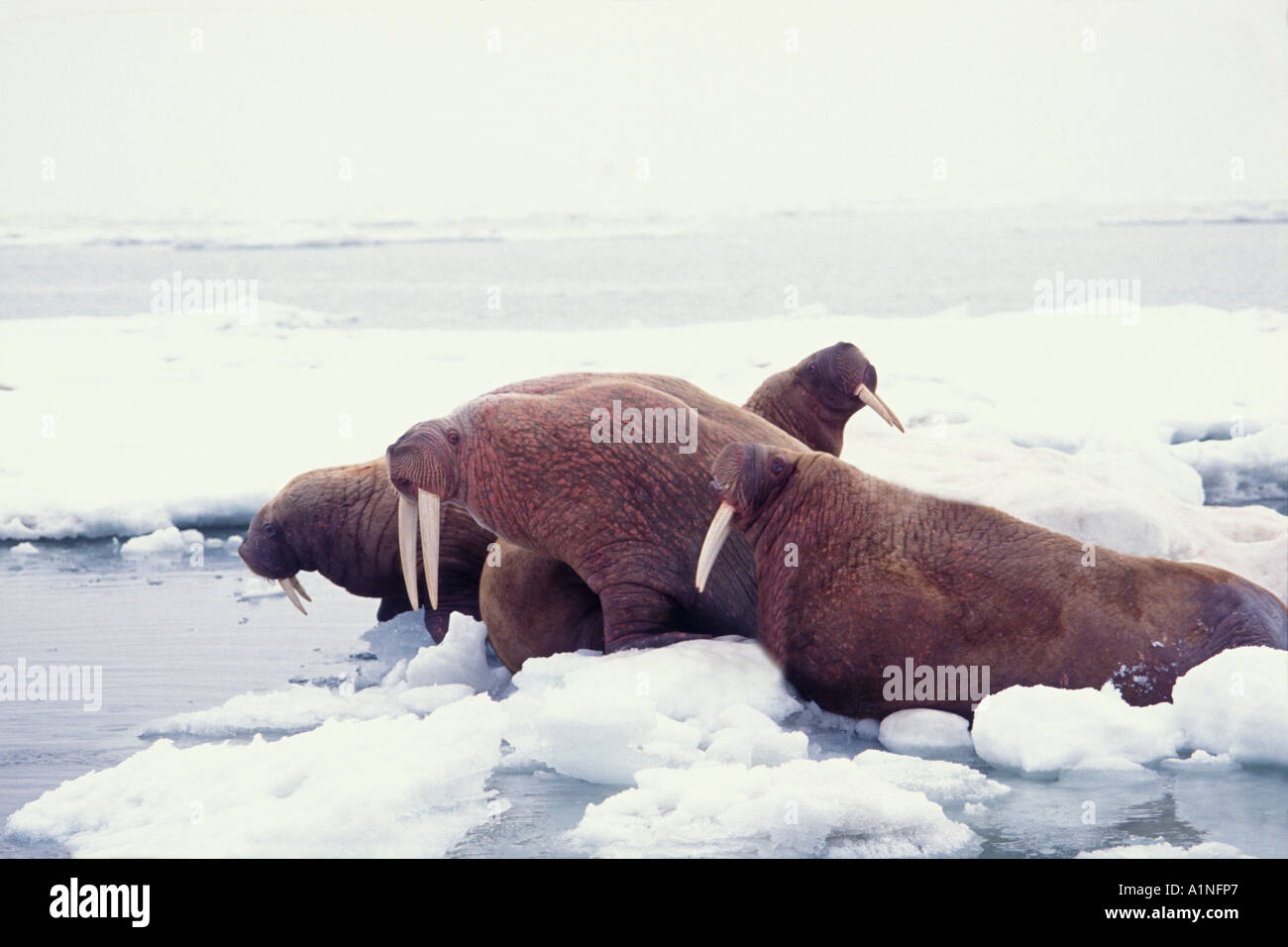 walrus Odobenus rosmarus on the pack ice Bering Sea Alaska Stock Photo ...