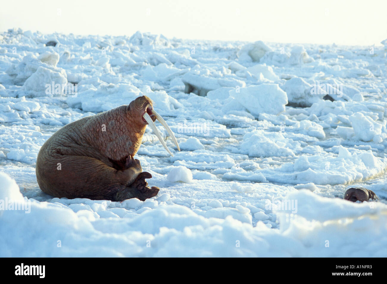 Pacific walrus pack ice hi-res stock photography and images - Alamy