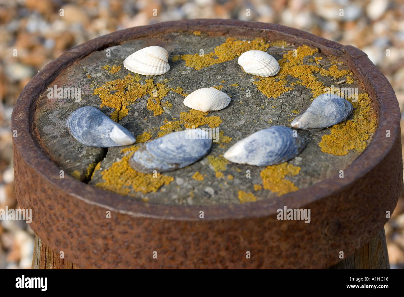 Seashells smiley face seashell hi-res stock photography and images - Alamy