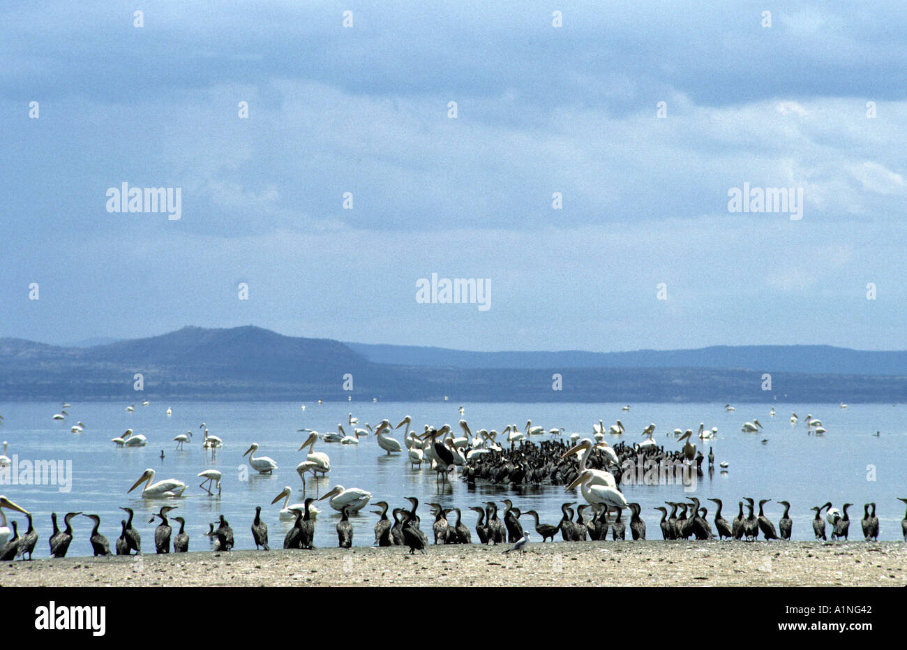 Flocks of Birds on Lake Tana Ethiopia Africa Stock Photo - Alamy