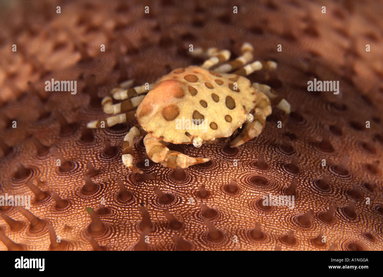 Commensal Crab on Sea Cucumber Stock Photo - Alamy