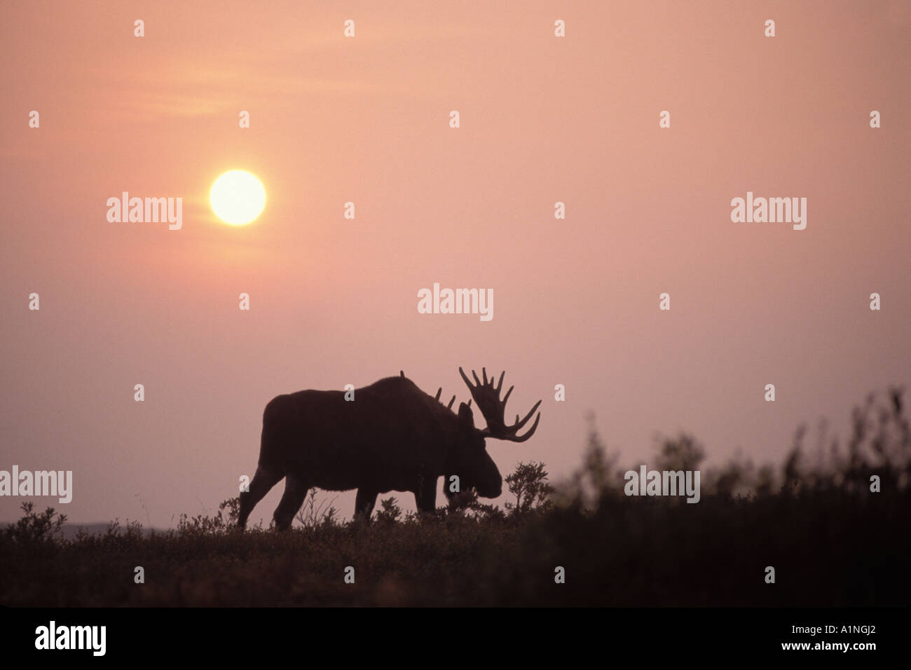 moose Alces alces bull with large antlers silhouetted at sunset from ...