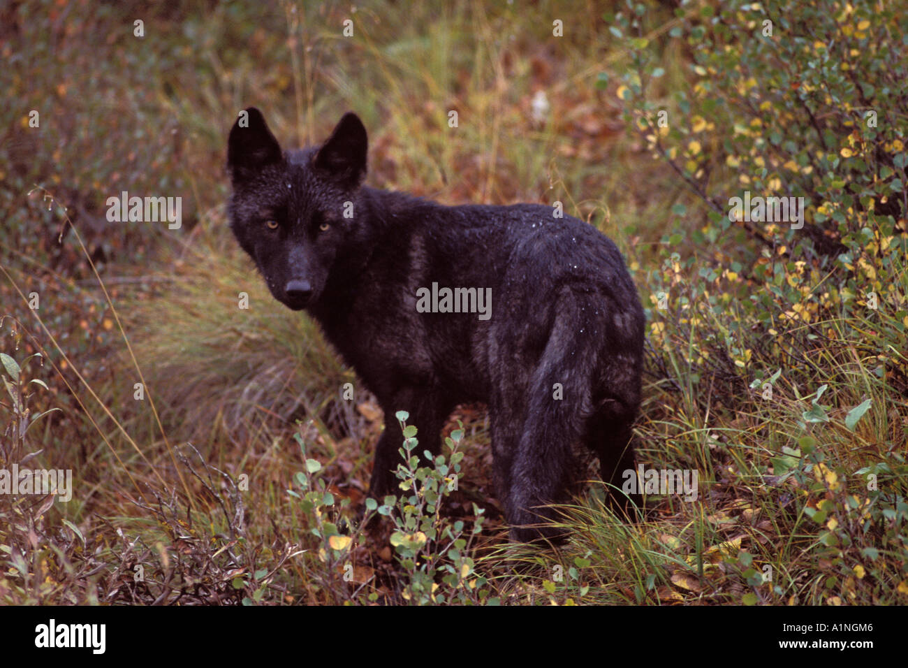 gray wolf Canis lupus in Denali National Park interior Alaska Stock ...