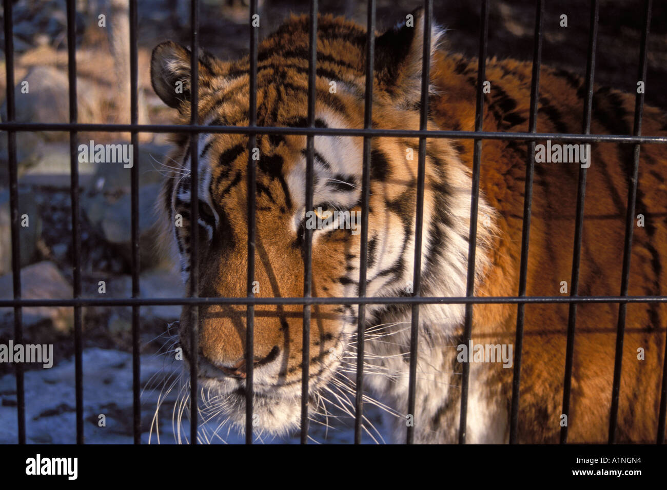 Siberian tiger Panthera tigris altaica endangered in the Anchorage Zoo ...