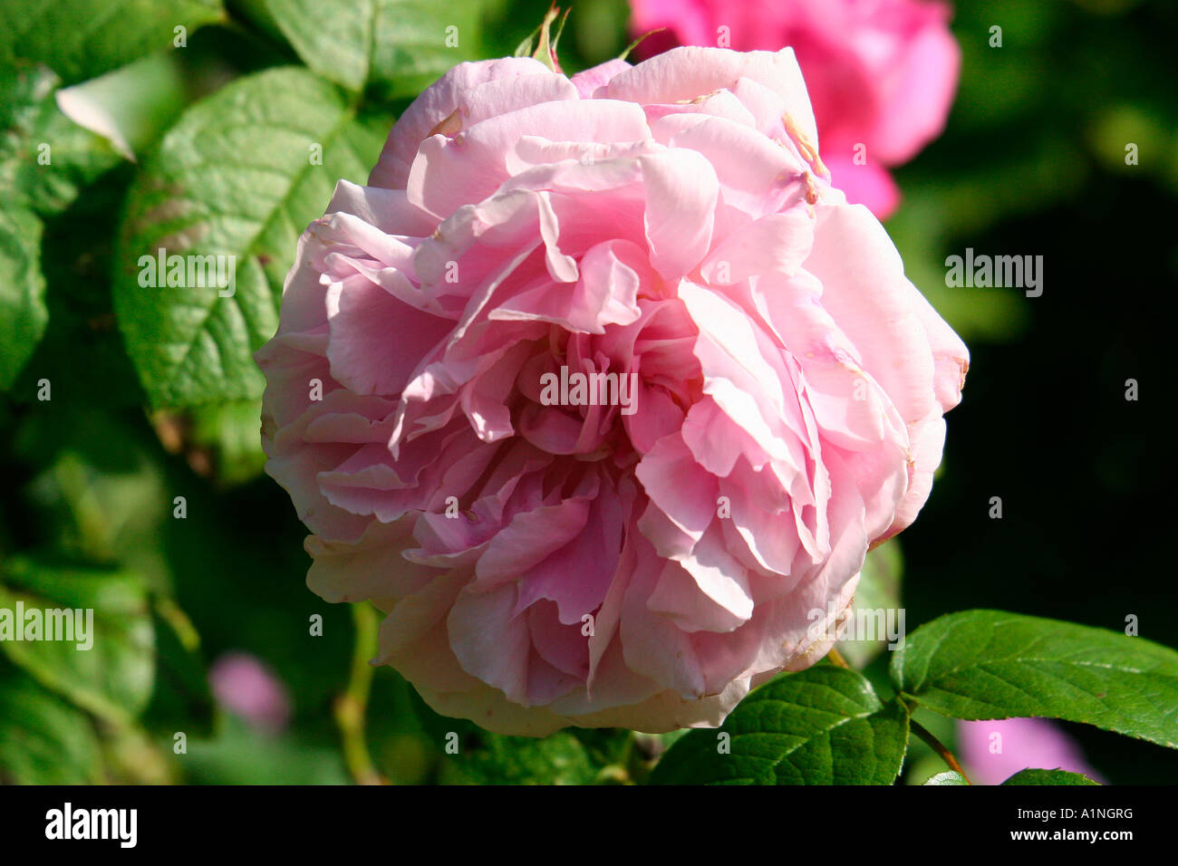 Rose in an English country garden in summer Stock Photo - Alamy