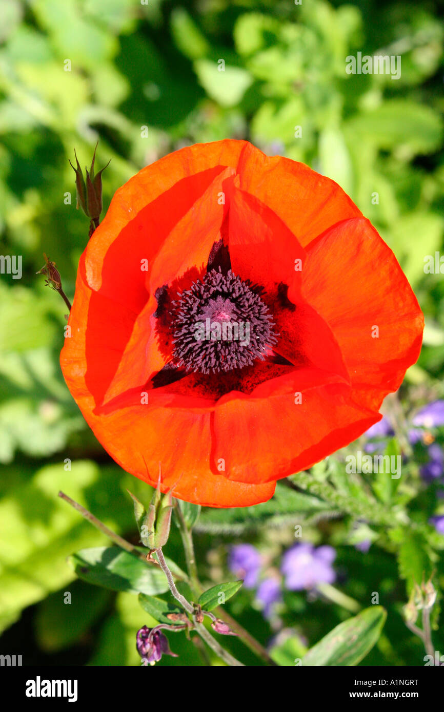 Poppy in an English country garden in summer Stock Photo - Alamy