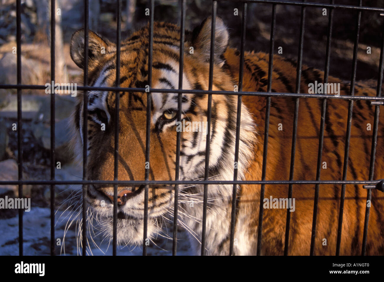 Siberian tiger Panthera tigris altaica endangered in the Anchorage Zoo ...