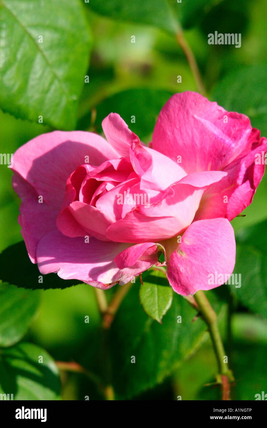 Rose in an English country garden in summer Stock Photo - Alamy