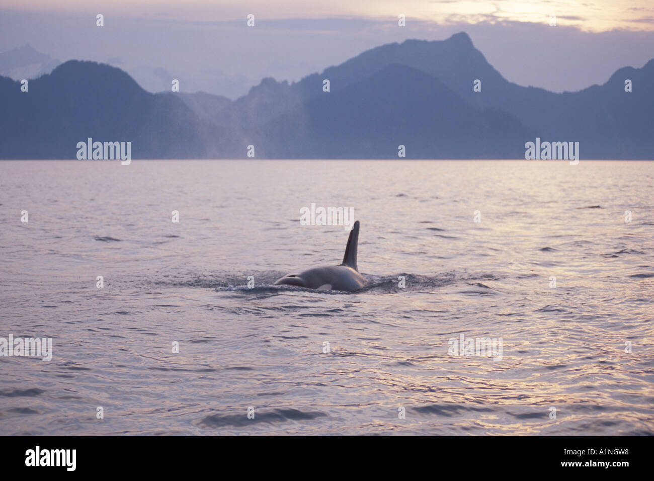killer whale orca Orcinus orca in Kenai Fjords National Park and ...