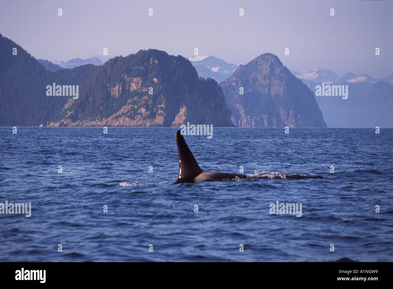killer whale orca Orcinus orca in Kenai Fjords National Park and ...