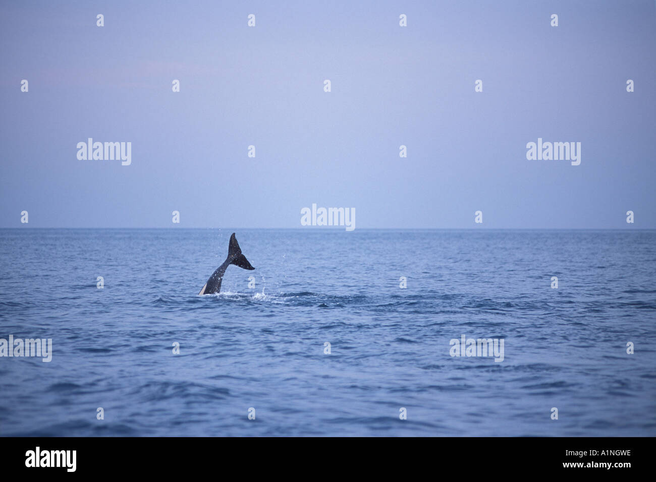 killer whale orca Orcinus orca slaps its tail to stun fish Kenai Fjords ...