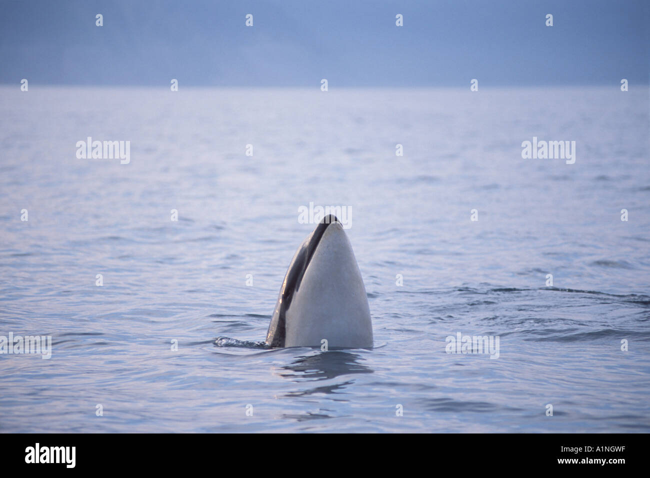 killer whale orca Orcinus orca spyhopping in Kenai Fjords National Park ...