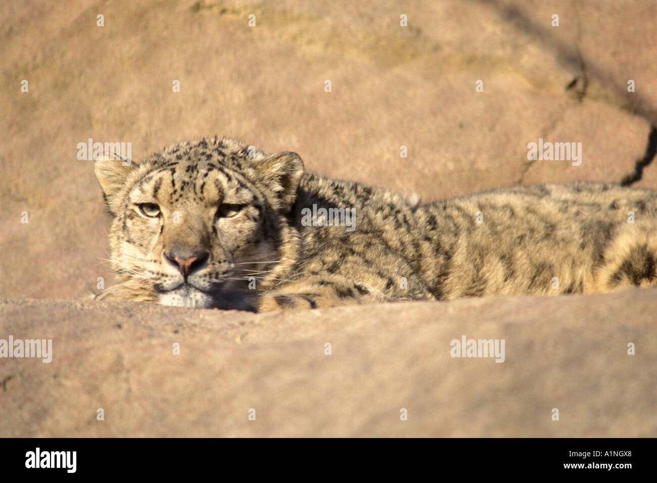 snow leopard Panthera uncia endangered in the Anchorage Zoo Anchorage ...