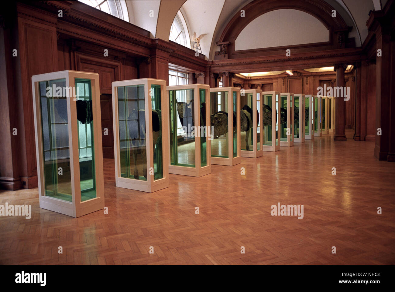 Damian Hurst cow Saachi Gallery London Stock Photo - Alamy