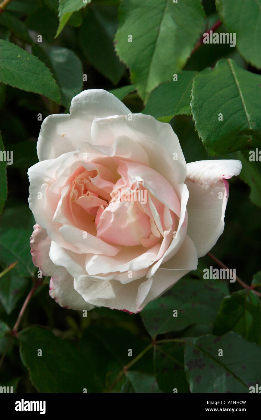 Rose in an English country garden in summer Stock Photo - Alamy