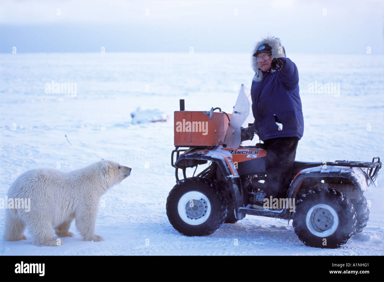 polar bear Ursus maritimus cub with Eskimo elder Daniel on four wheeler ...