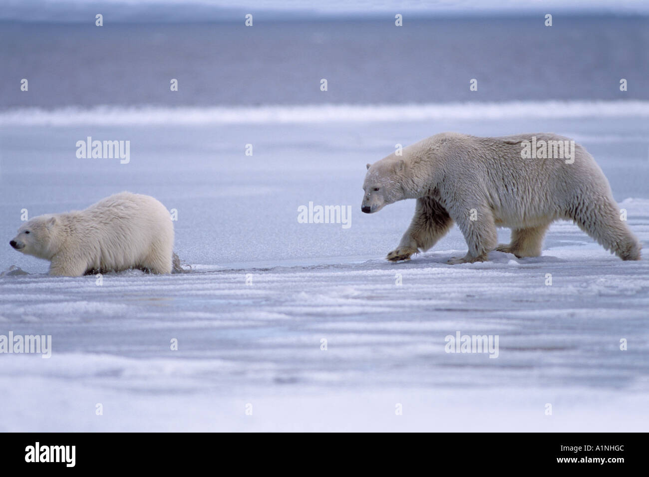 polar bear Ursus maritimus sow with cub walking on the pack ice 1002 ...