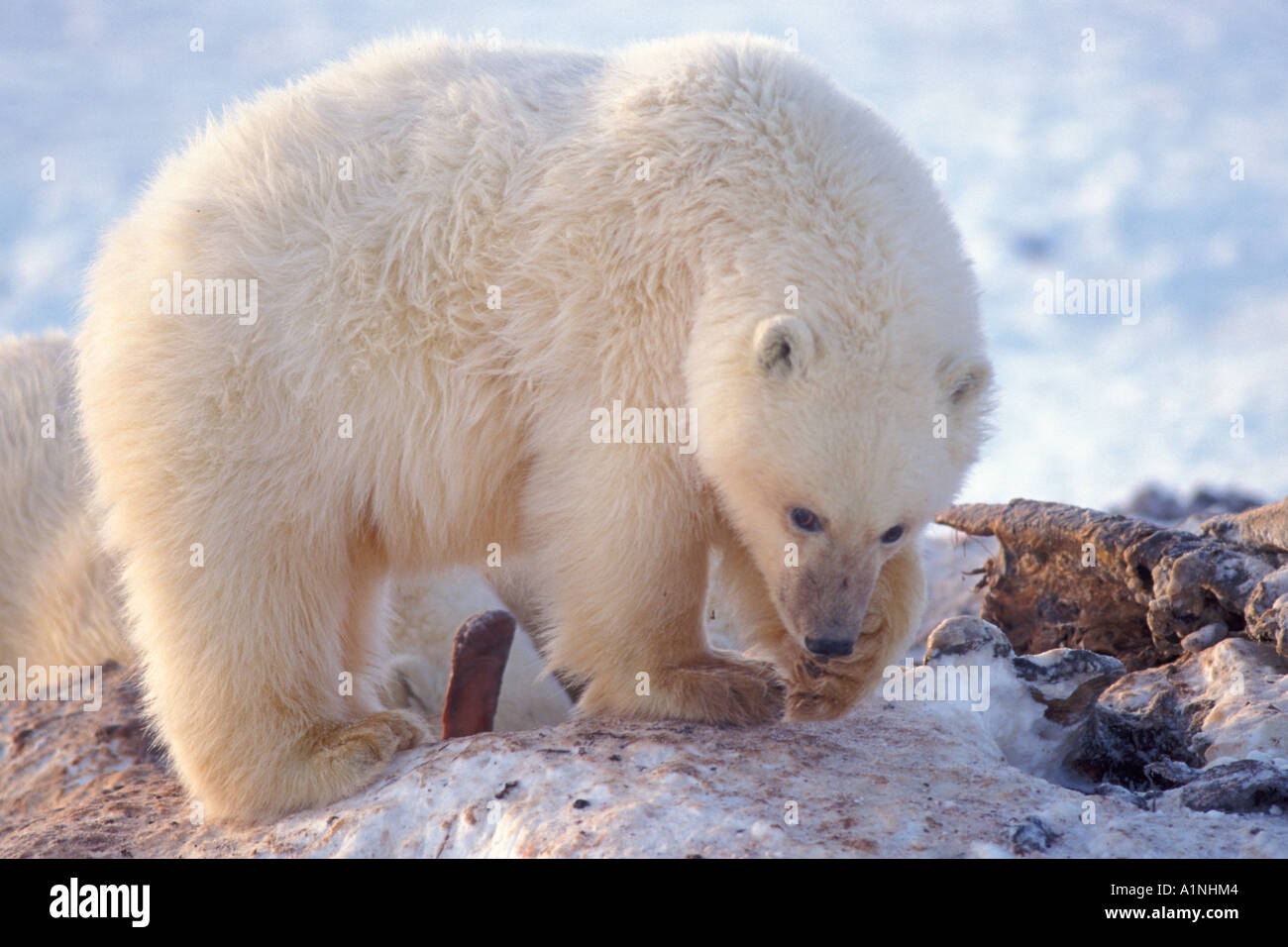 polar bear Ursus maritimus cub scavenging on bowhead whale meat Balaena ...