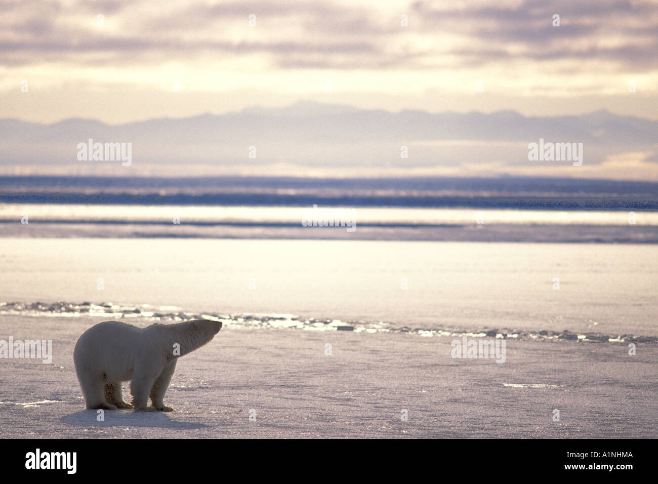polar bear Ursus maritimus on the pack ice 1002 coastal plain Brooks ...
