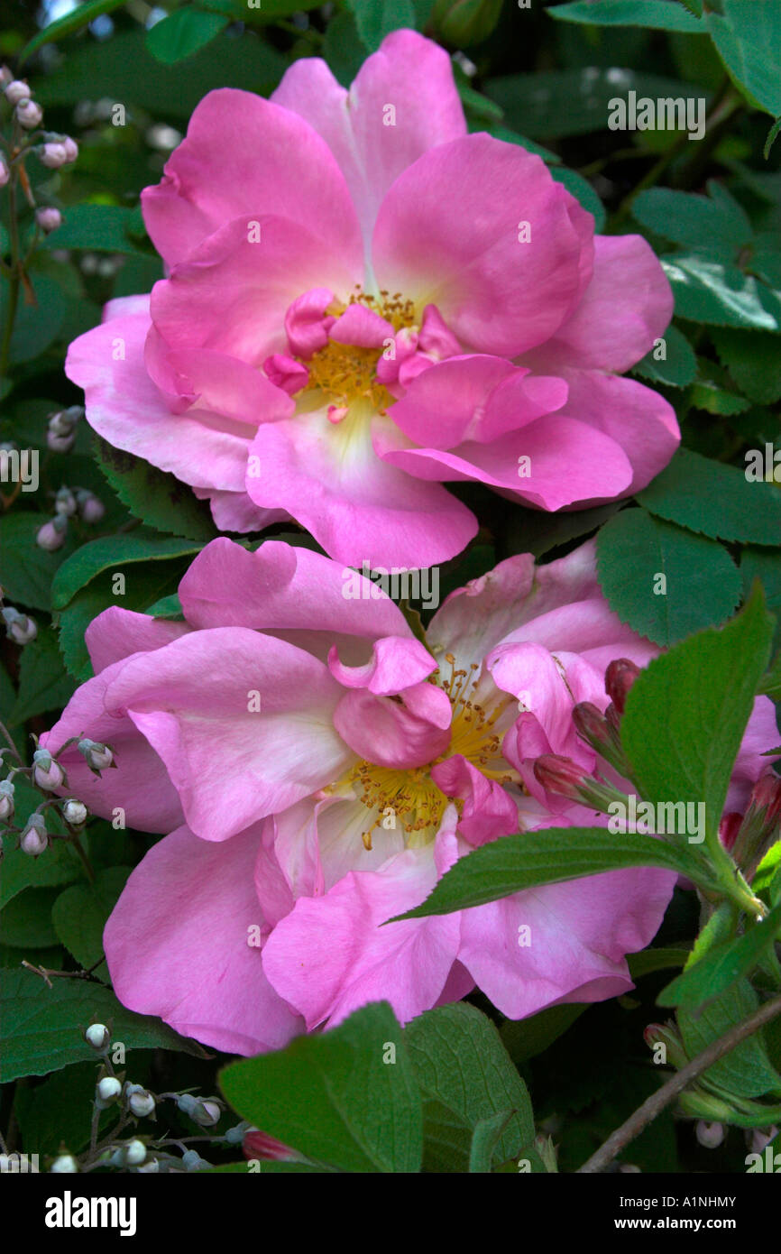 Rose in an English country garden in summer Stock Photo - Alamy