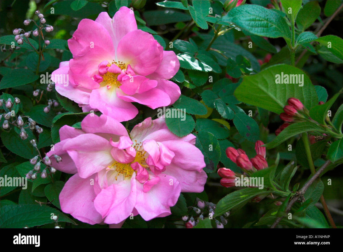 Rose in an English country garden in summer Stock Photo - Alamy
