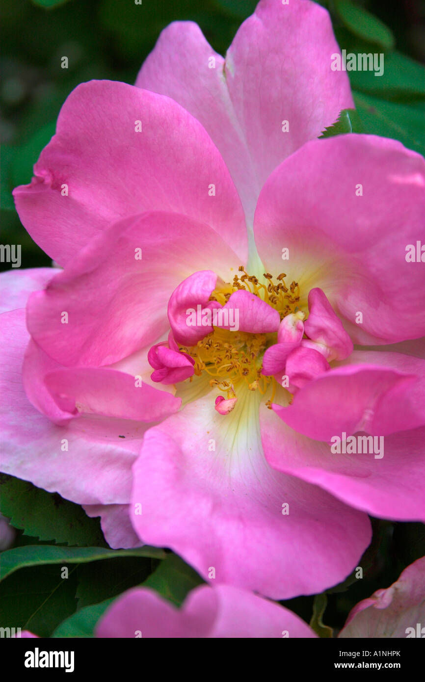 Rose in an English country garden in summer Stock Photo - Alamy