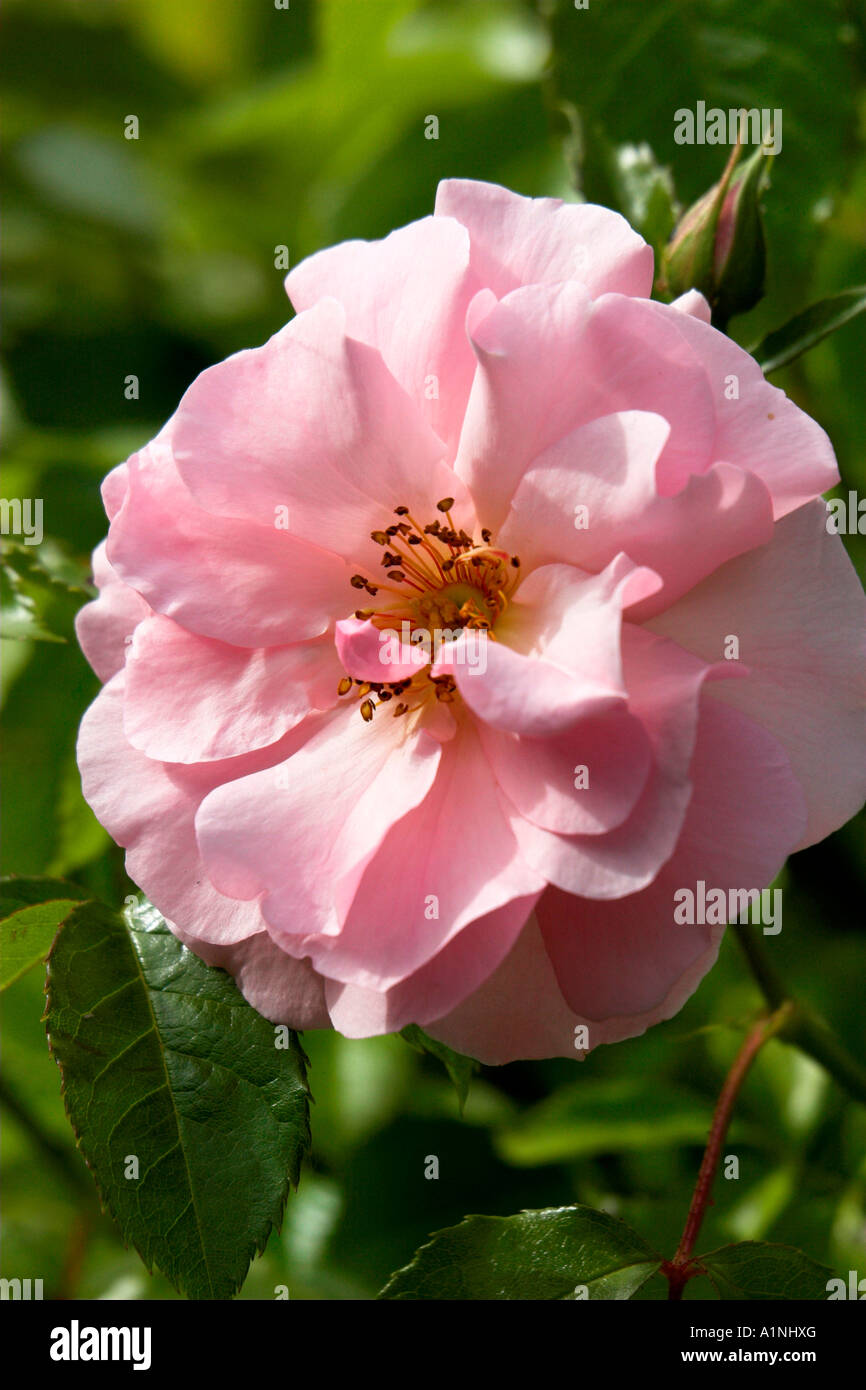 Rose in an English country garden in summer Stock Photo - Alamy