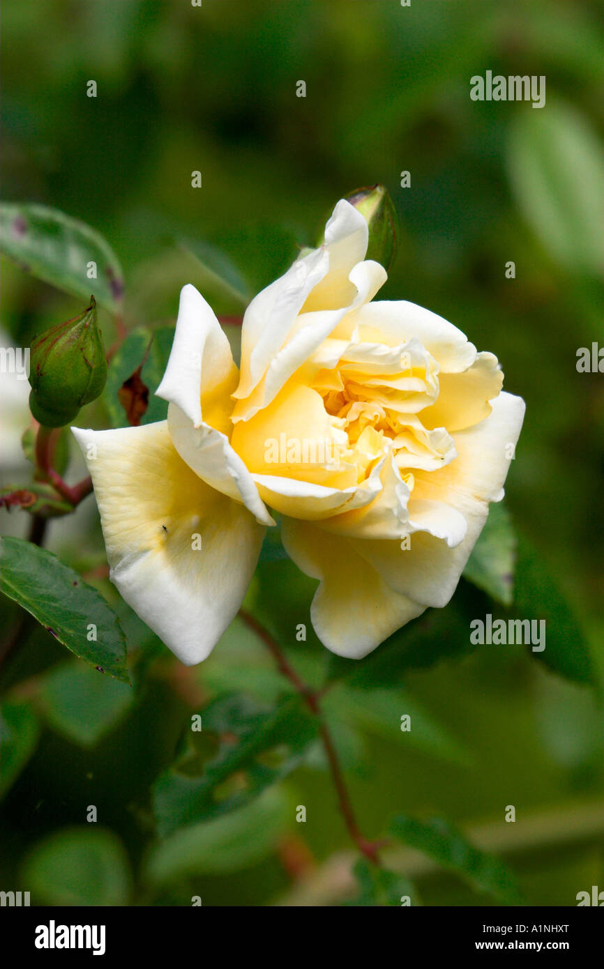 Rose in an English country garden in summer Stock Photo - Alamy