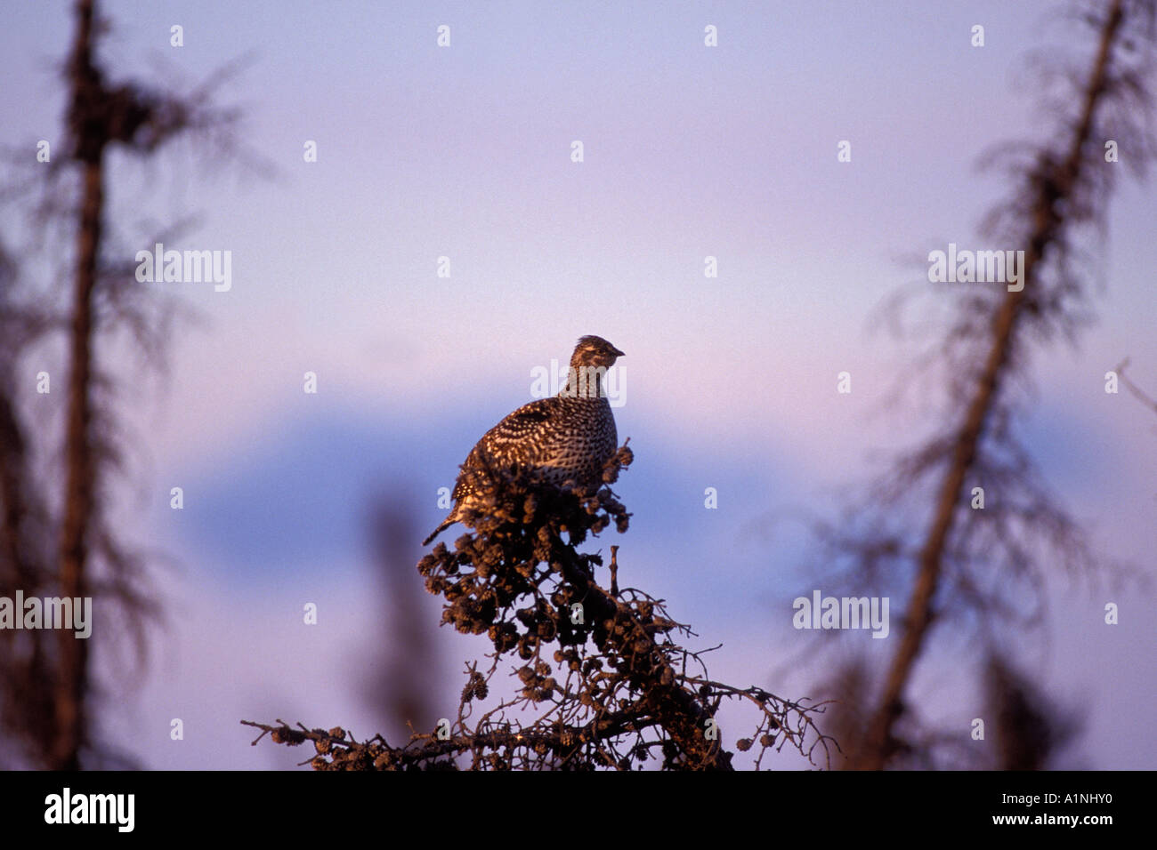 female sharp tailed grouse Tympanuchus phasianellus Tetlin National ...