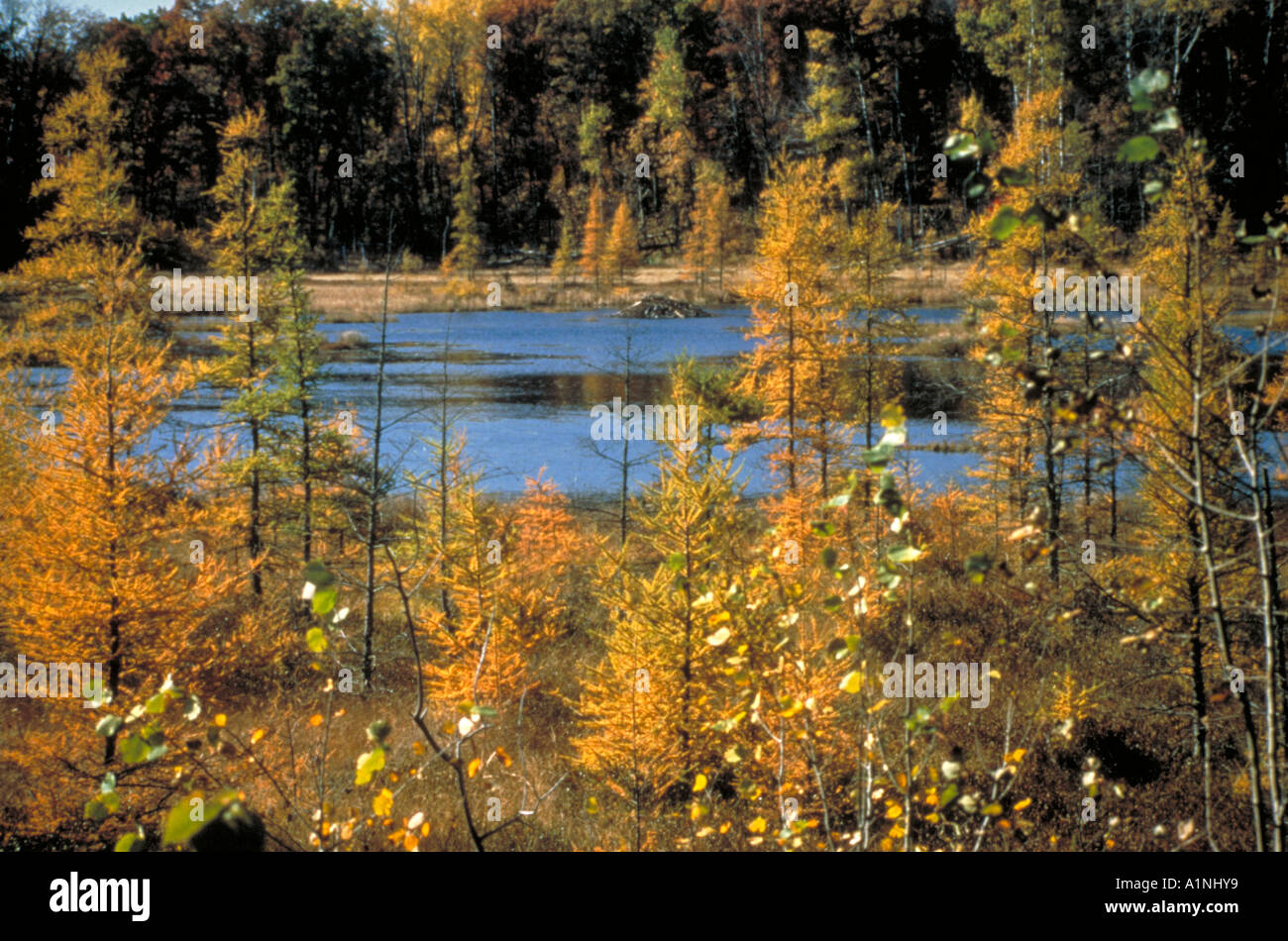 Fall lake. Northern Wisconsin Stock Photo - Alamy
