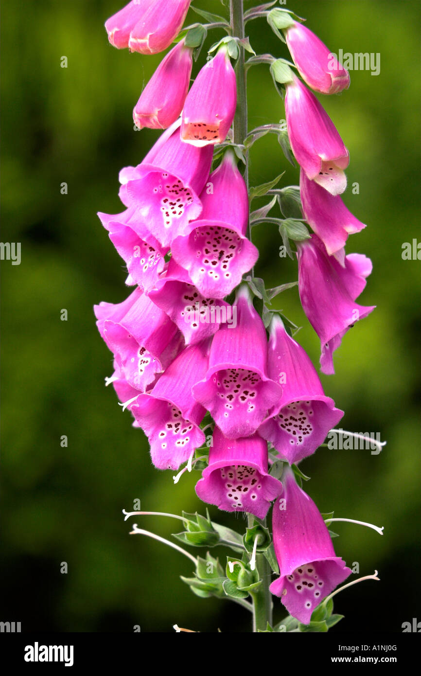 Foxglove in an English country garden in summer Stock Photo - Alamy