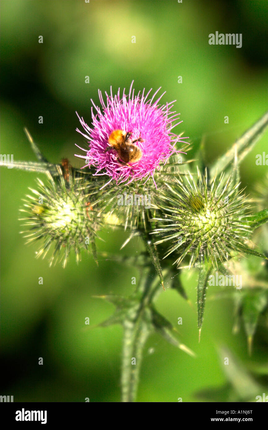 Thistle in an English country garden Stock Photo - Alamy