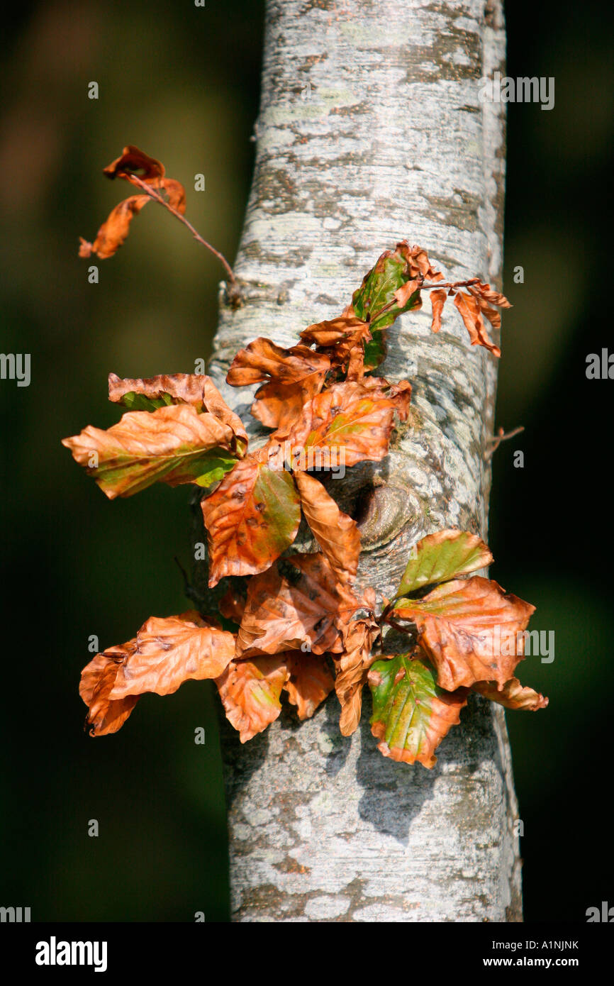Birch tree in an English woodland in autumn Stock Photo - Alamy