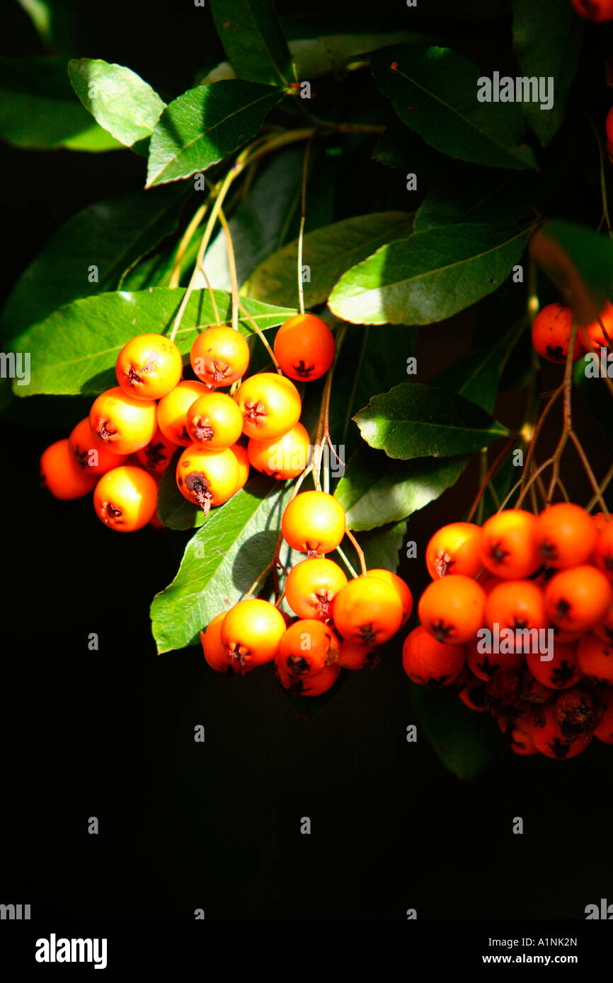 Fire thorn berries hi-res stock photography and images - Alamy
