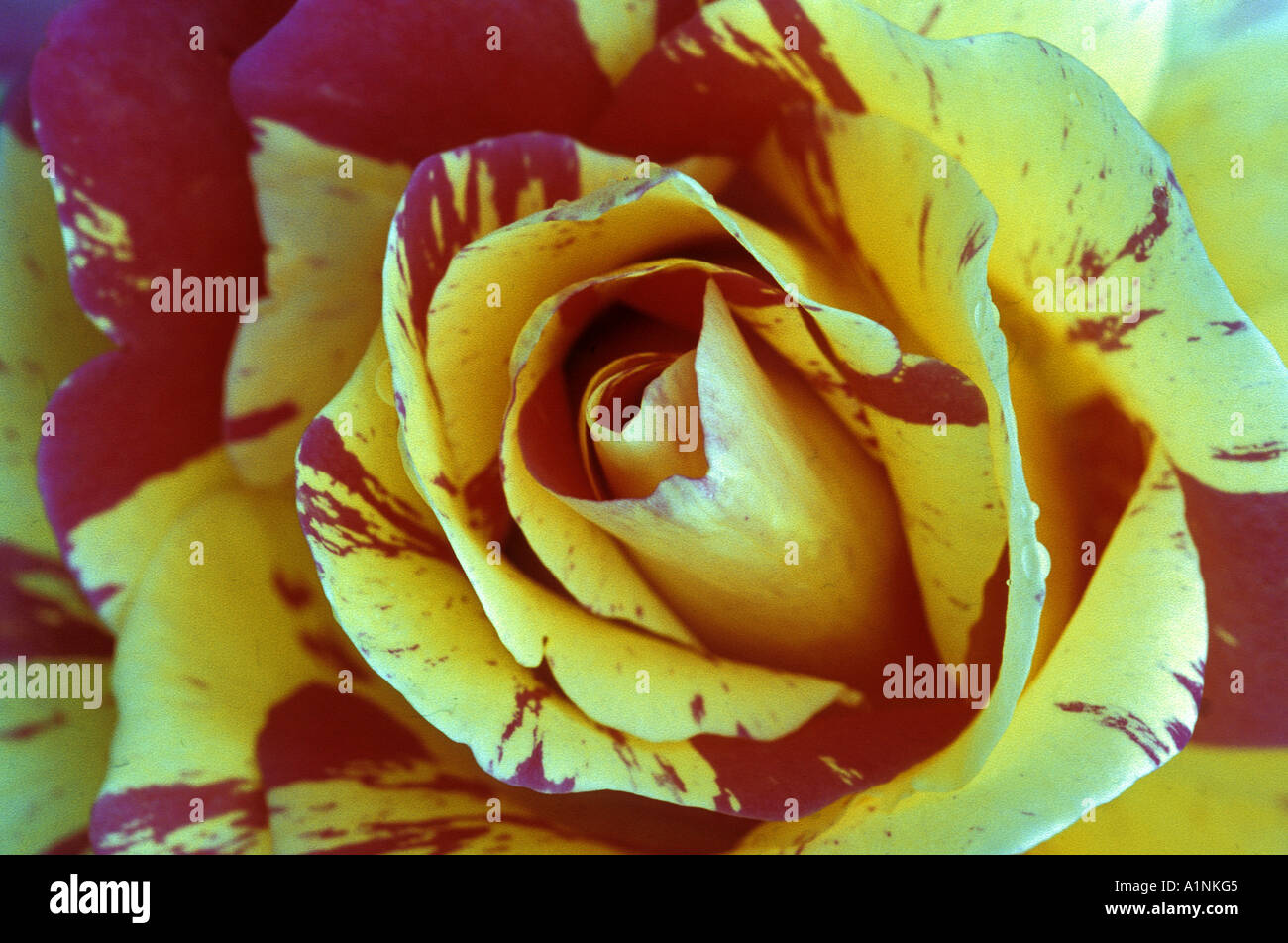 Claude monet rose hi-res stock photography and images - Alamy