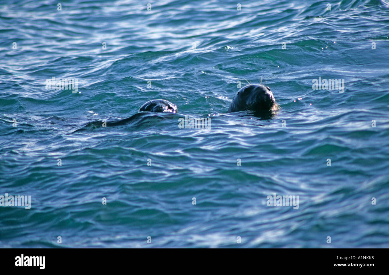 Seals in the sea cornwall uk Stock Photo - Alamy