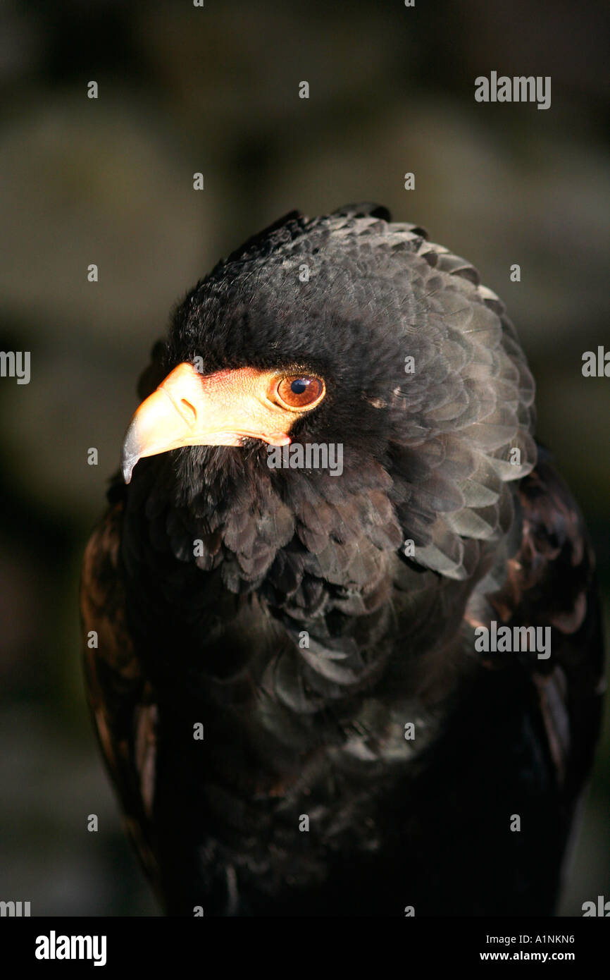 Bataleur eagle hi-res stock photography and images - Alamy