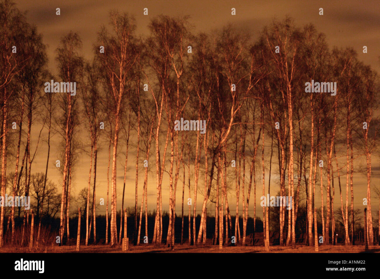 Portrait photographs of hitler hi-res stock photography and images - Alamy